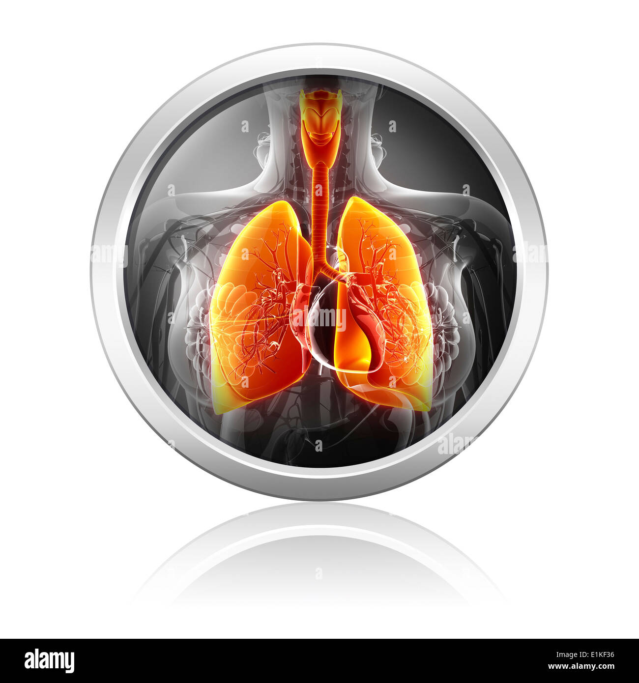 Human respiratory system computer artwork Stock Photo - Alamy