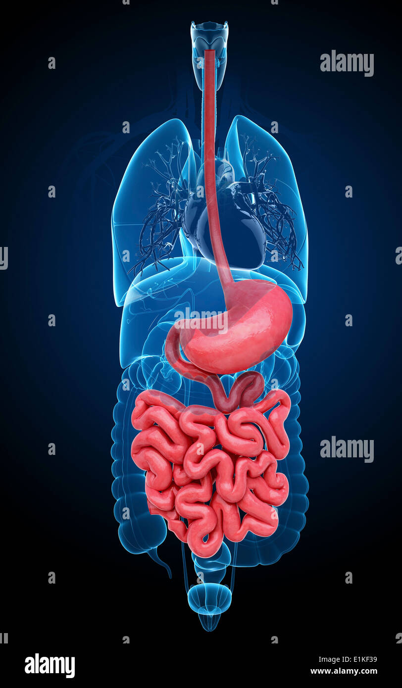 Human digestive system computer artwork Stock Photo - Alamy