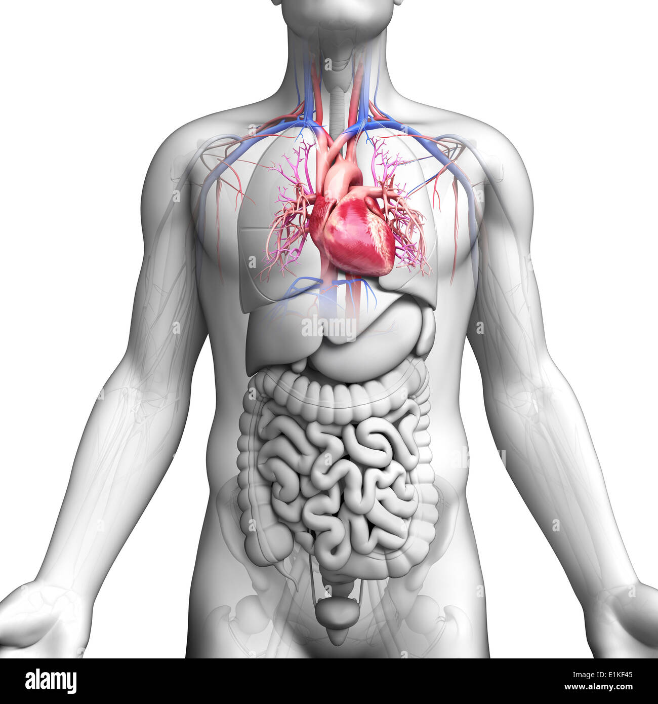 Male anatomy computer artwork Stock Photo - Alamy