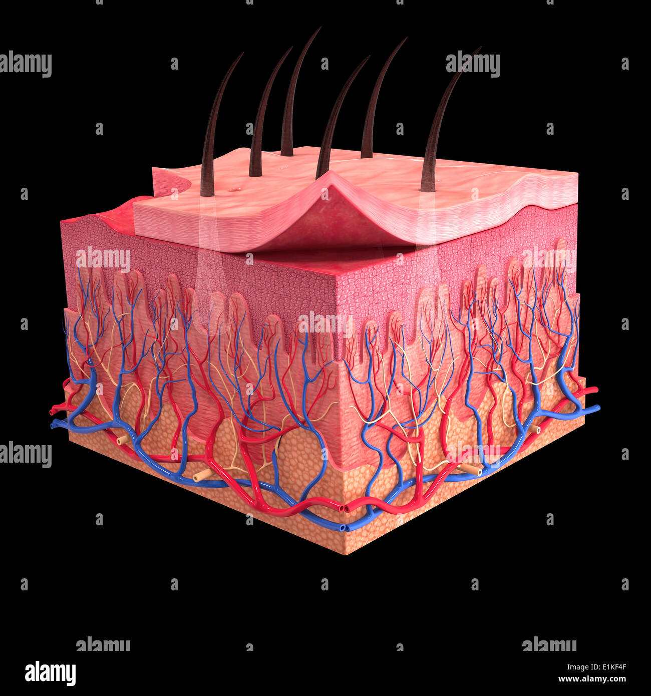 Human skin computer artwork Stock Photo - Alamy