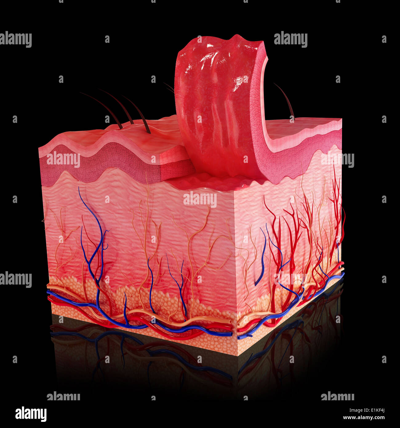 Human skin computer artwork Stock Photo - Alamy