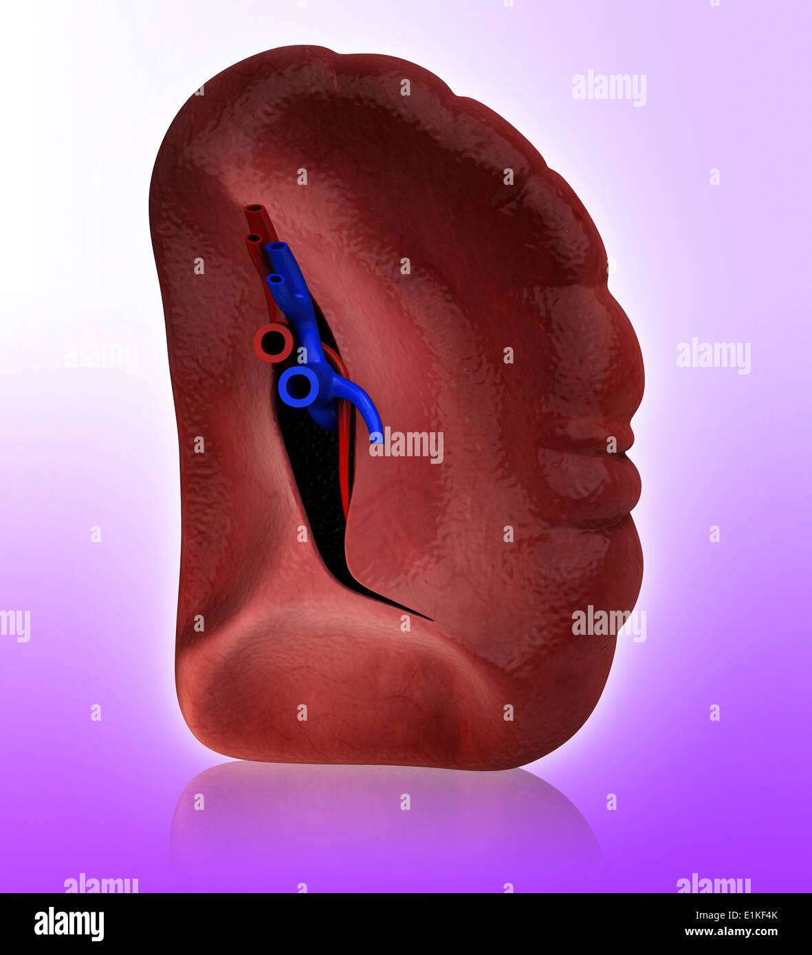 Cut away human anatomy hi-res stock photography and images - Alamy