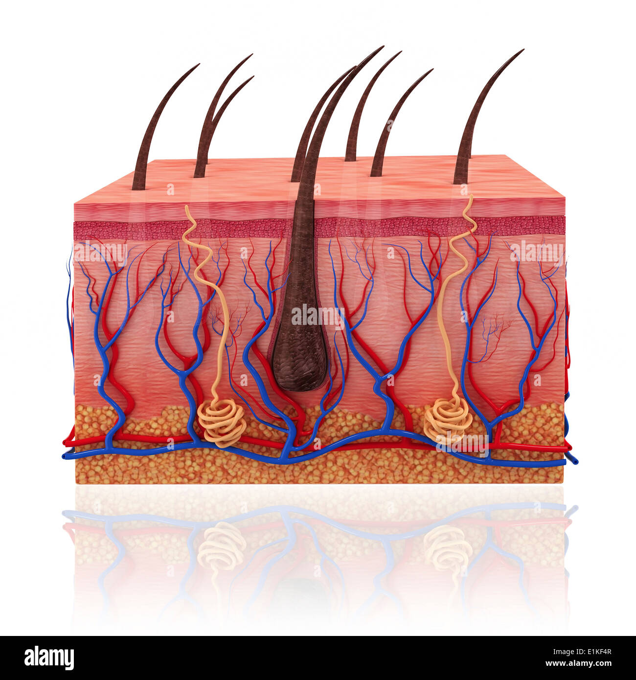 Human integumentary system Cut Out Stock Images & Pictures - Alamy