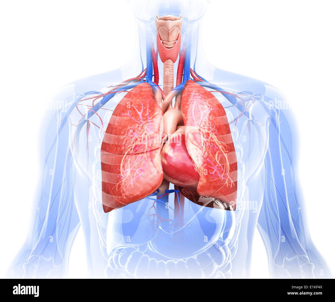 Human lungs heart and trachea hi-res stock photography and images - Alamy
