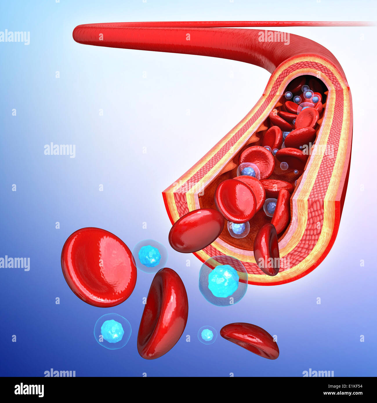 Human artery cut-away computer artwork Stock Photo - Alamy