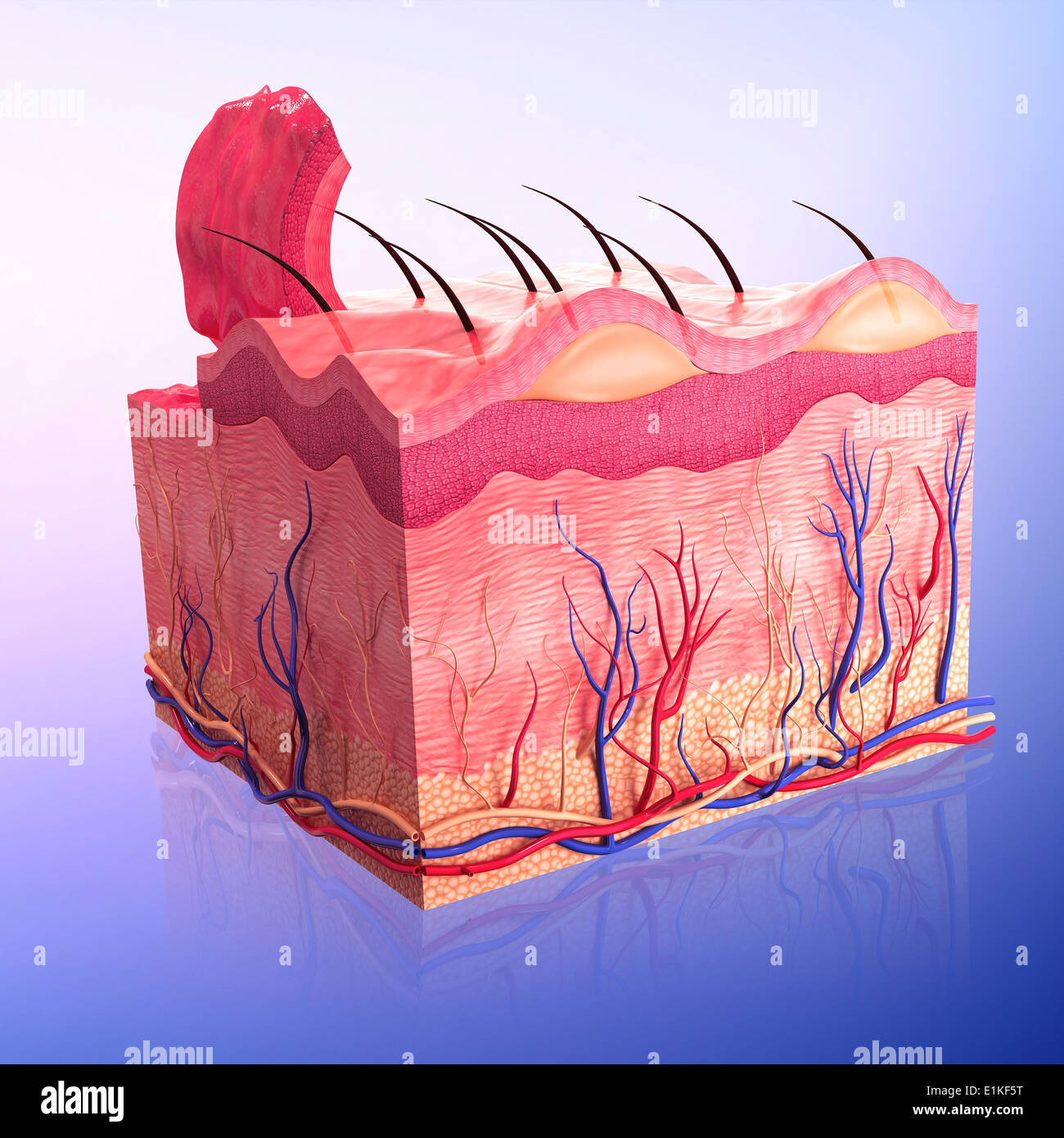 Human skin computer artwork Stock Photo - Alamy