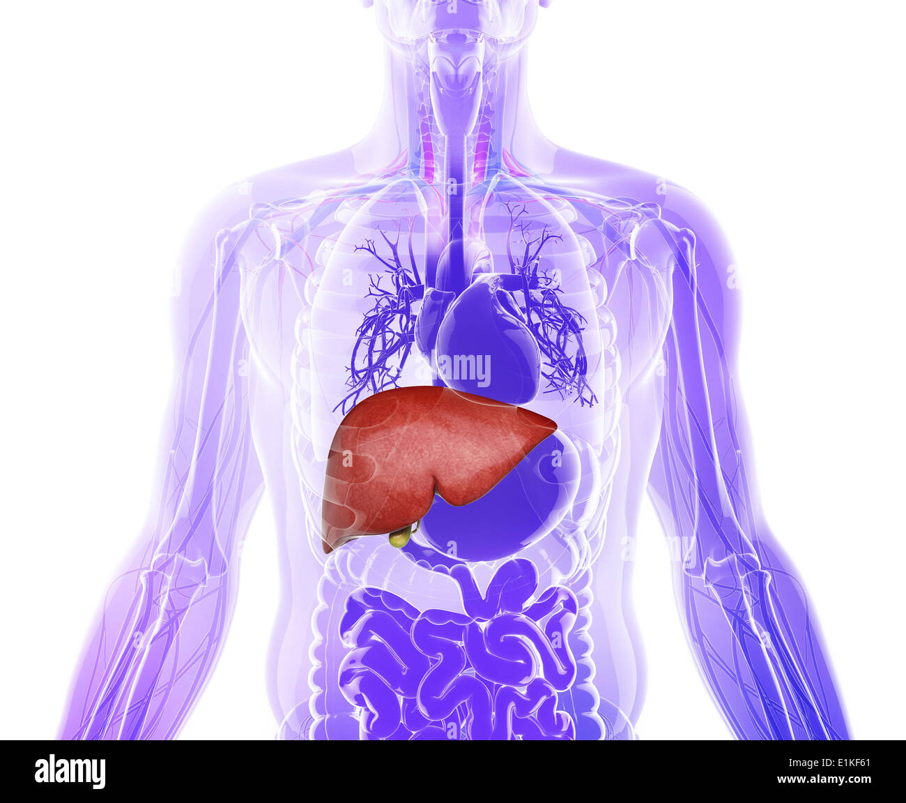 Human liver and gall bladder computer artwork Stock Photo - Alamy