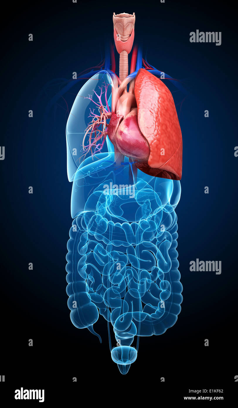 Human cardiovascular system computer artwork Stock Photo - Alamy
