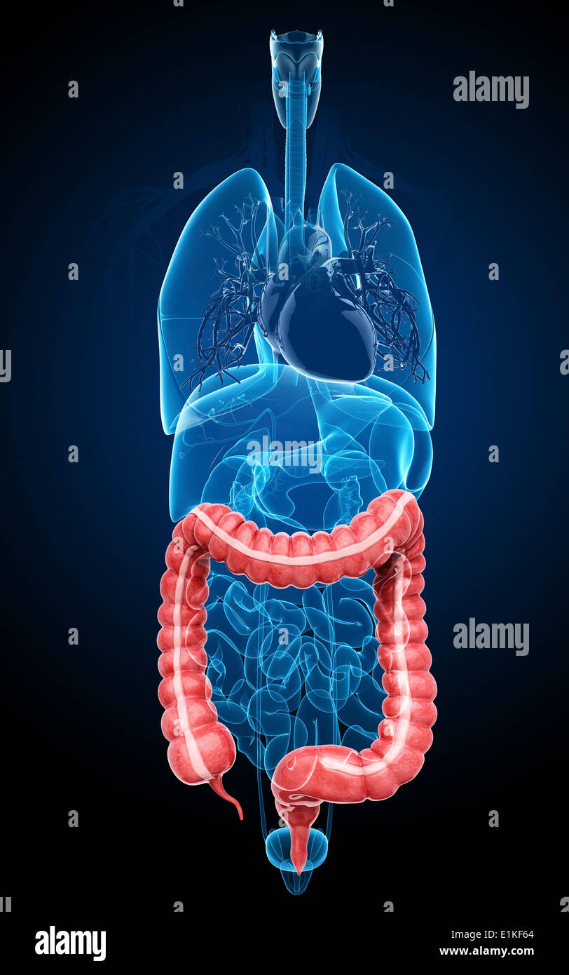 Human digestive system heart hi-res stock photography and images - Alamy