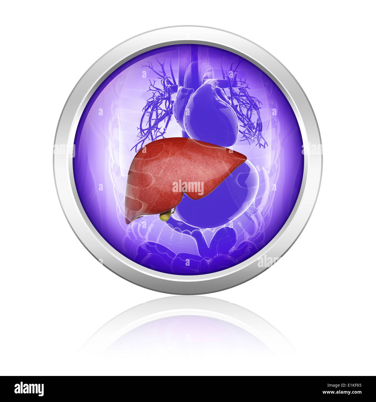 Human liver and gall bladder computer artwork Stock Photo - Alamy
