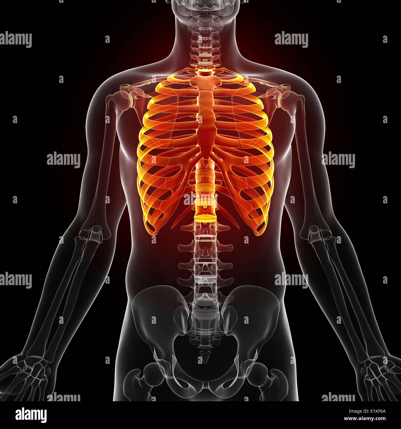 Rib cage and human hi-res stock photography and images - Alamy