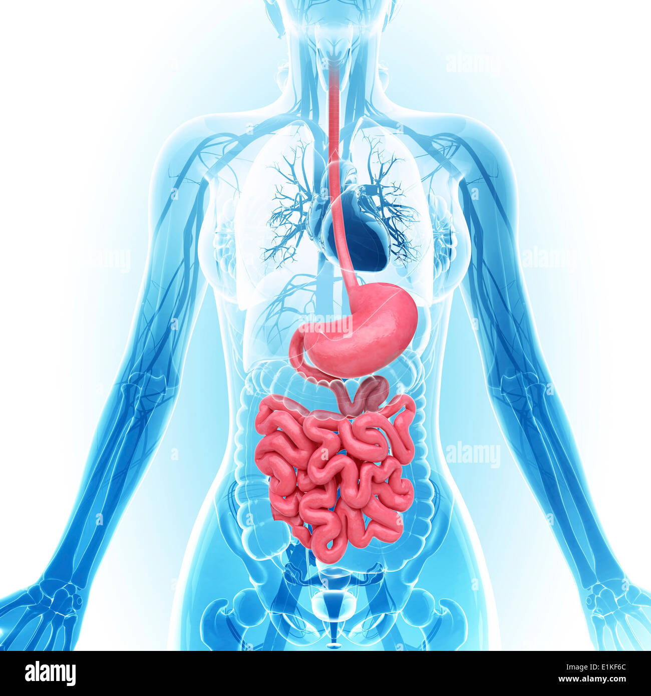 Female digestive system hi-res stock photography and images - Alamy