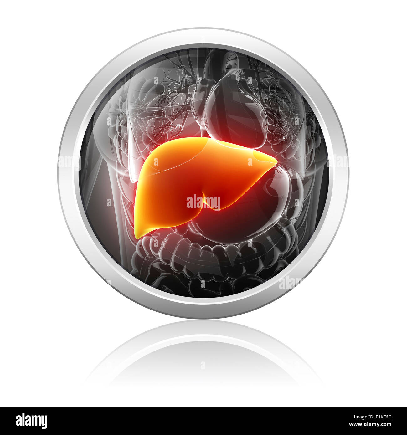 Human liver computer artwork Stock Photo - Alamy