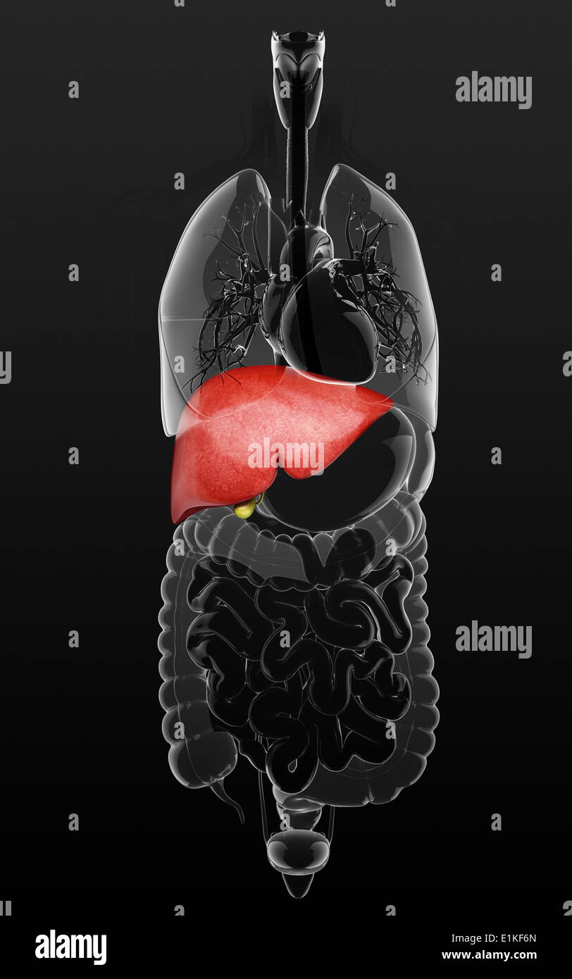Human liver and gall bladder computer artwork Stock Photo - Alamy