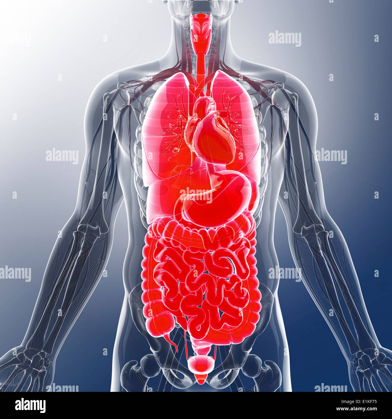 Human internal organs computer artwork Stock Photo - Alamy