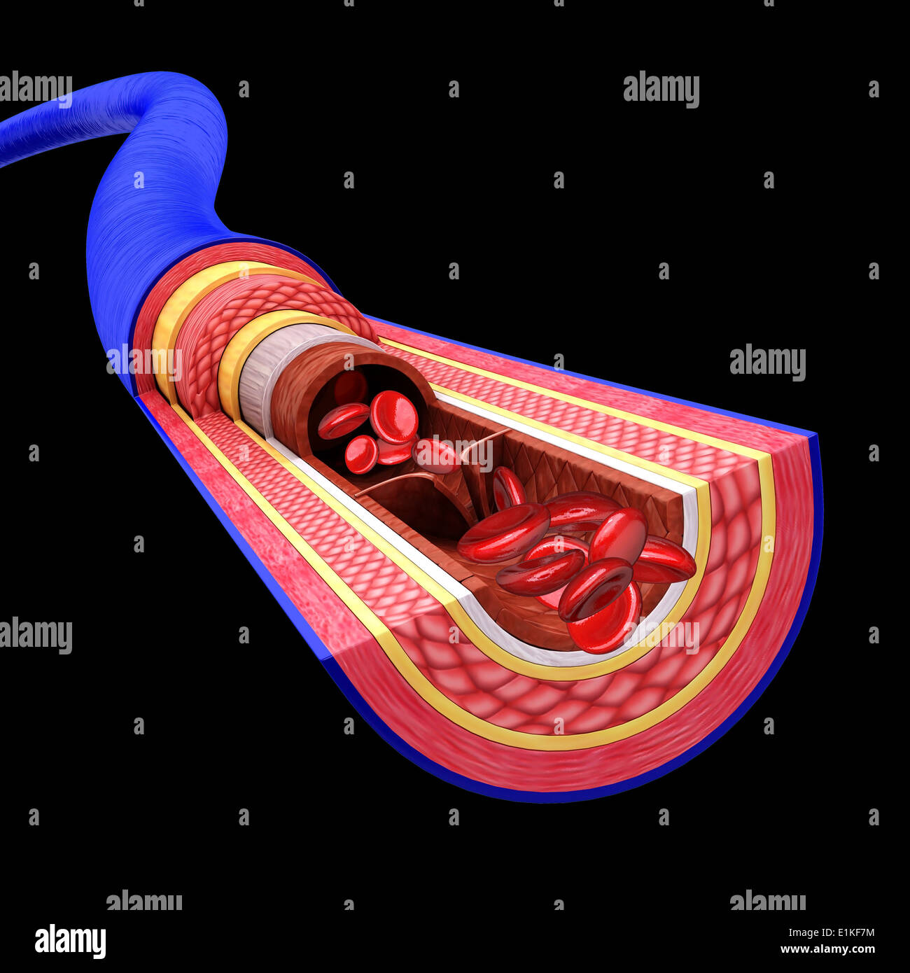 Human vein cut-away computer artwork Stock Photo - Alamy