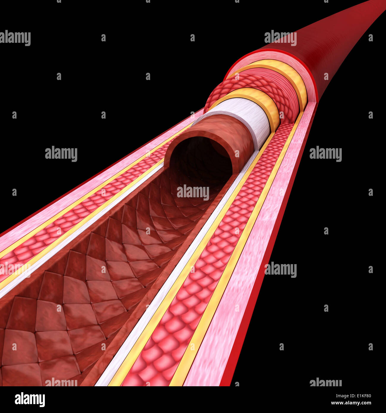 Human artery cut-away computer artwork Stock Photo - Alamy