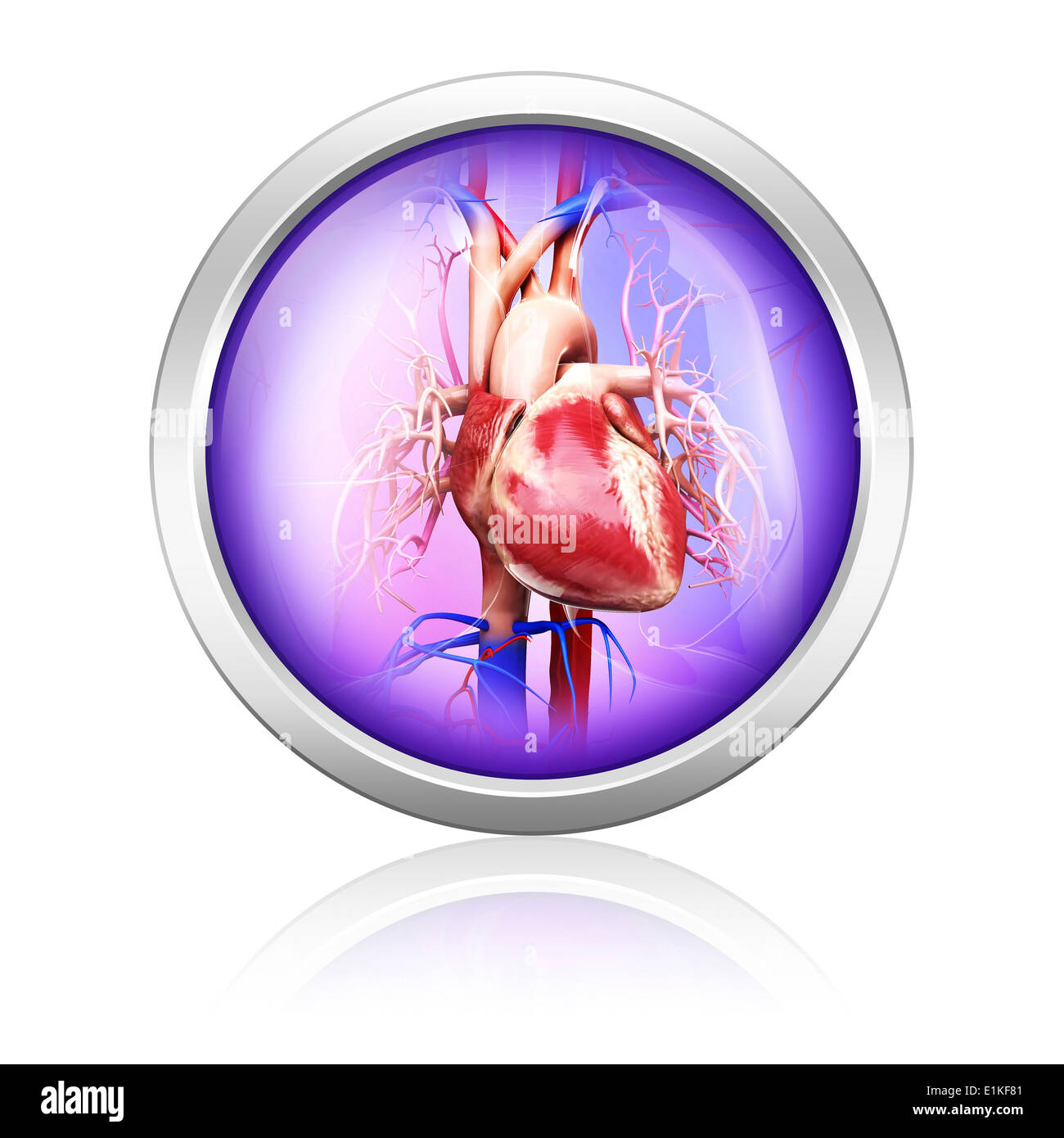 Human heart computer artwork Stock Photo - Alamy