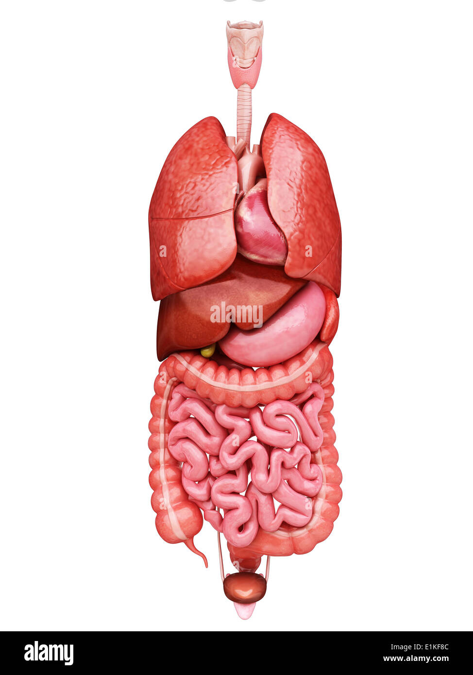 Human internal organs computer artwork Stock Photo - Alamy