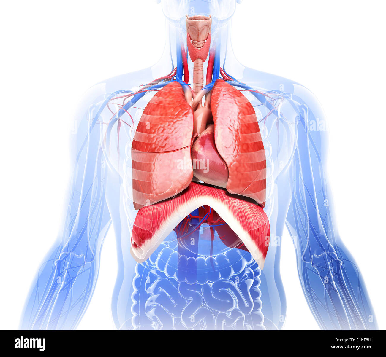 Human respiratory system computer artwork Stock Photo - Alamy