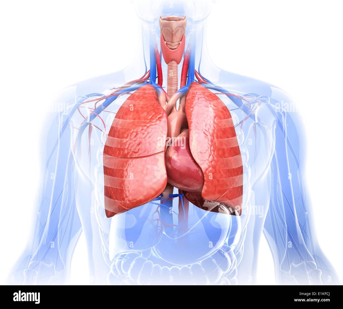 Human respiratory system computer artwork Stock Photo - Alamy