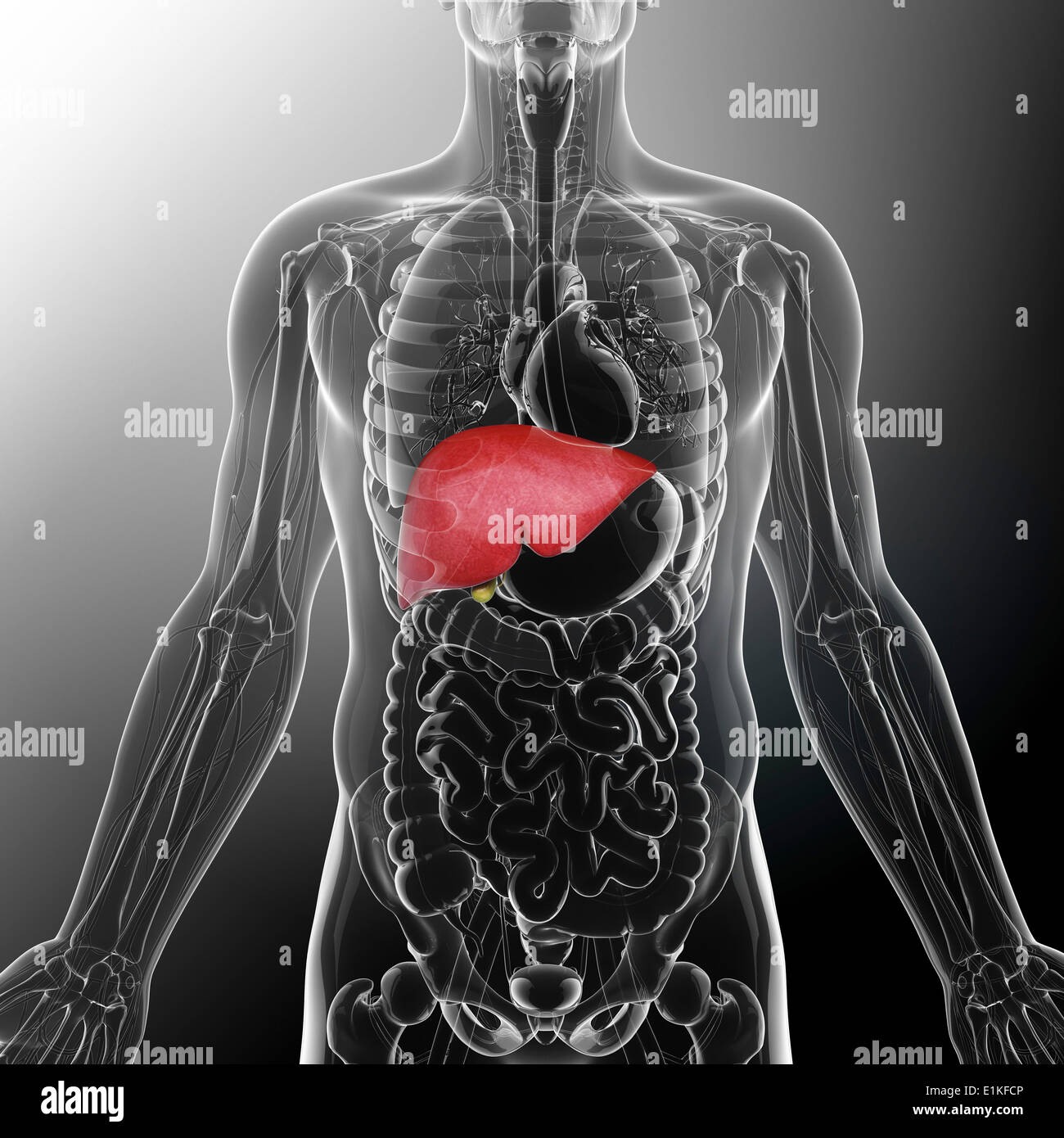 Human liver and gall bladder computer artwork Stock Photo - Alamy