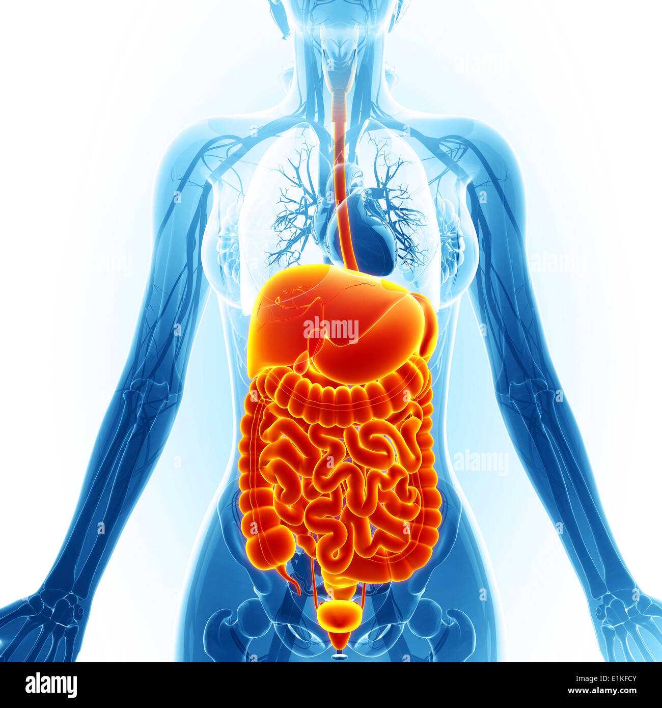 Human body internal organs hi-res stock photography and images - Alamy