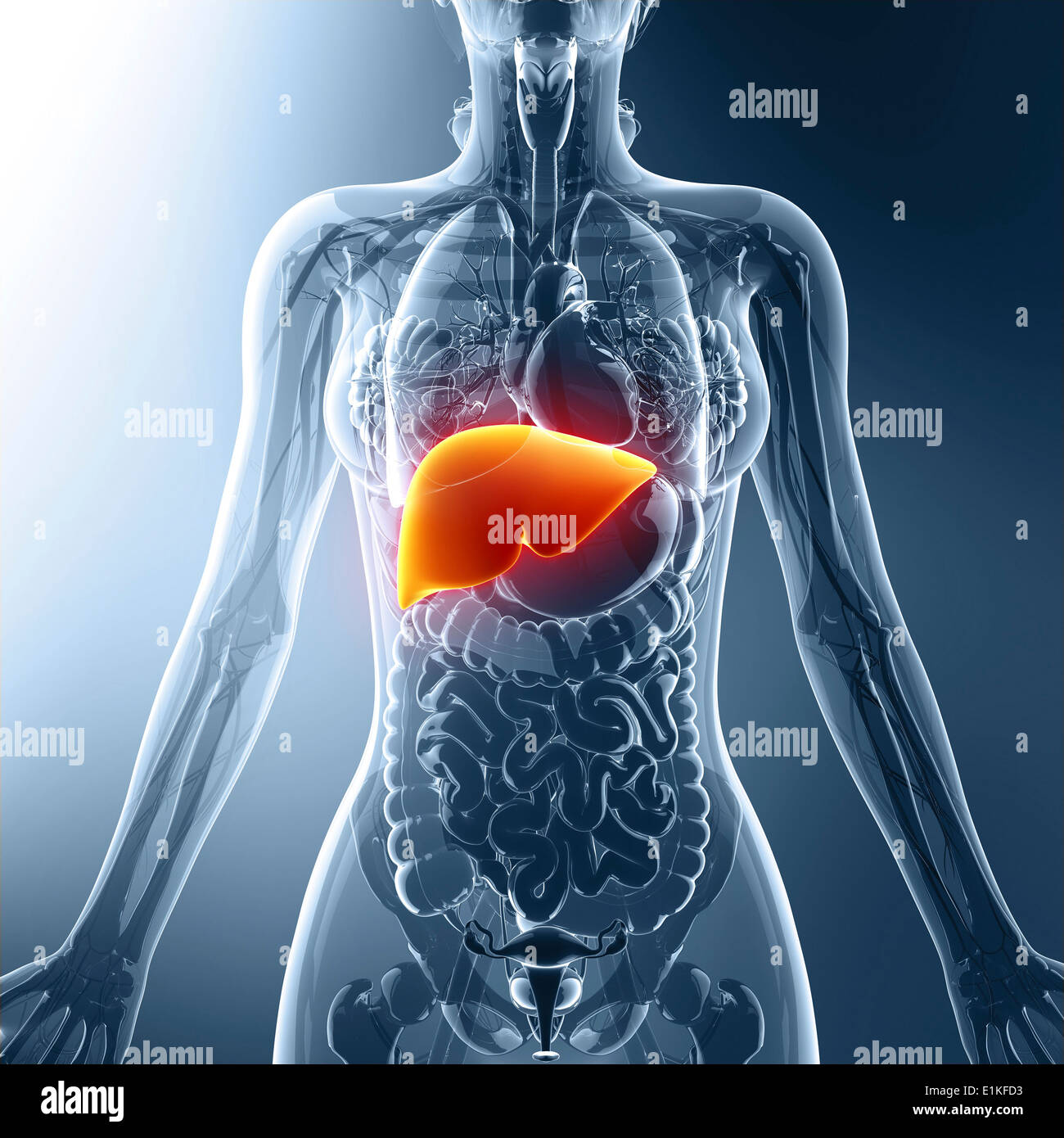 Human liver computer artwork Stock Photo - Alamy