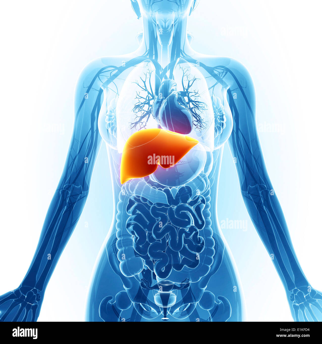 Human liver computer artwork Stock Photo - Alamy