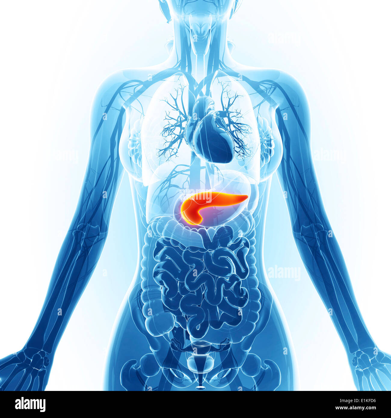 Human pancreas computer artwork Stock Photo - Alamy