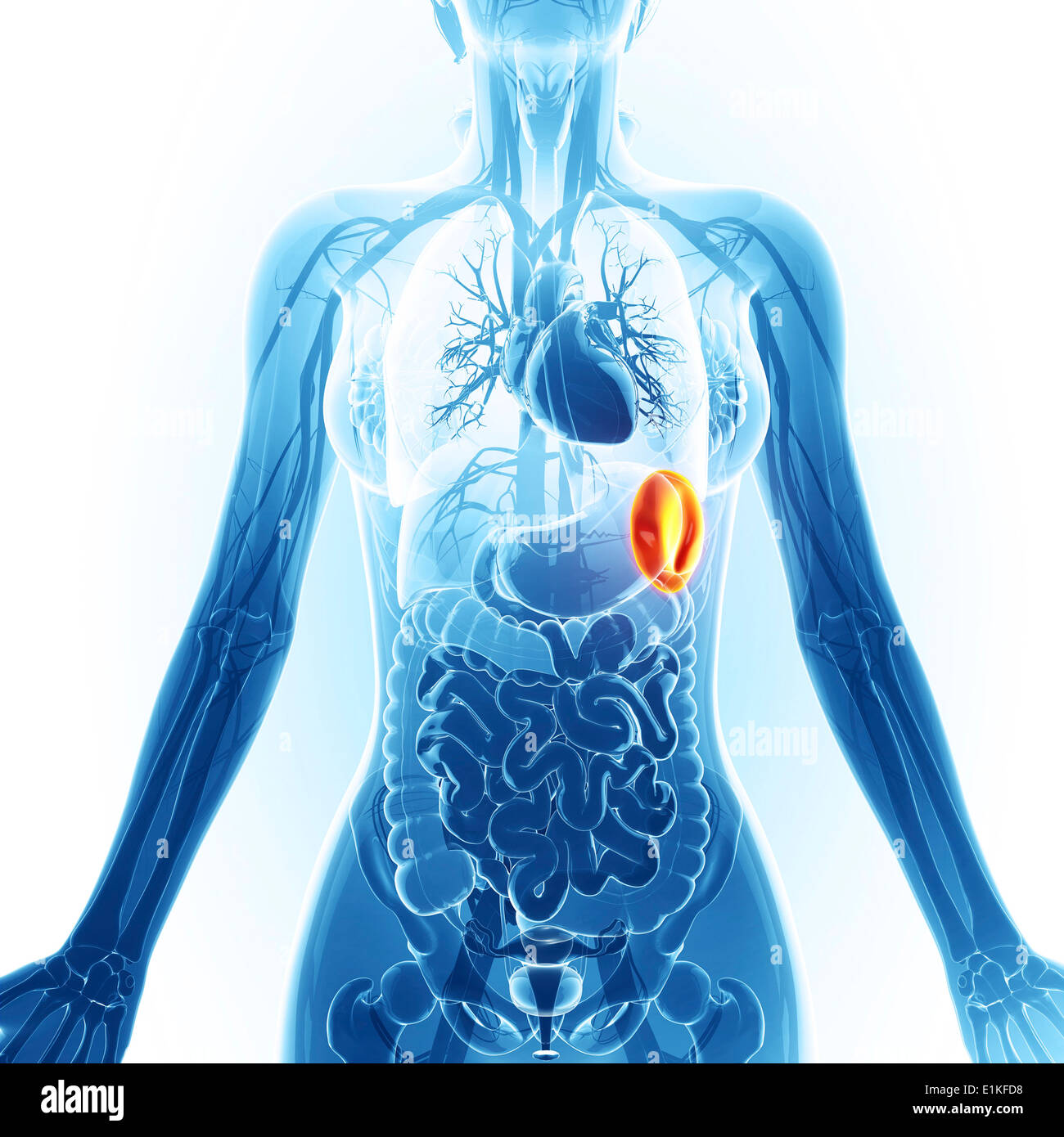 Human spleen computer artwork Stock Photo - Alamy