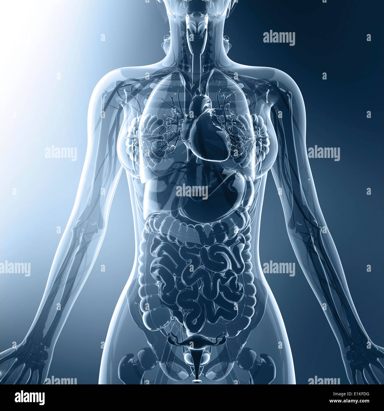 Female intestinal anatomy hi-res stock photography and images - Alamy
