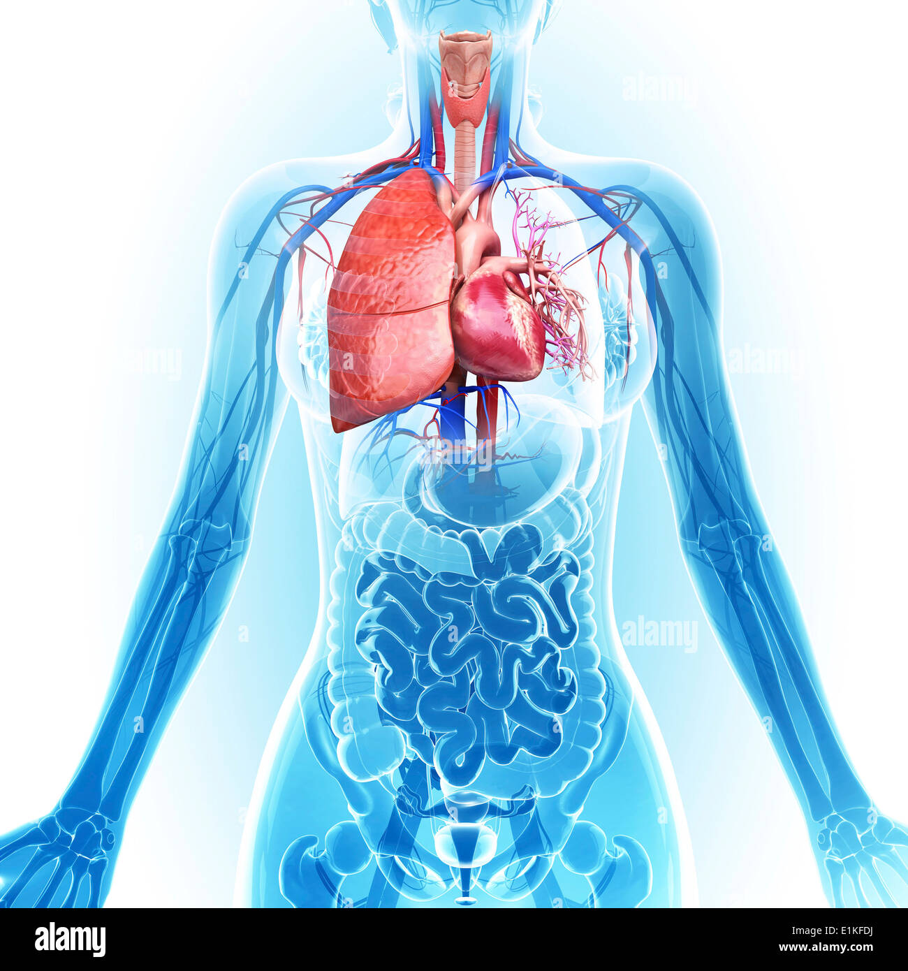 Human cardiovascular system computer artwork Stock Photo - Alamy
