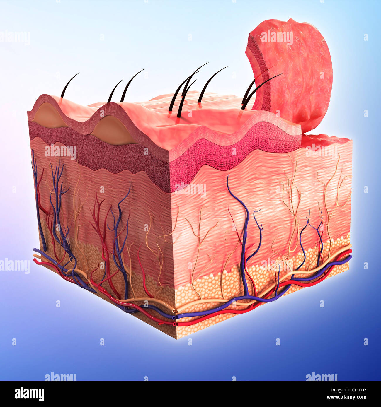 Integumentary System Clipart