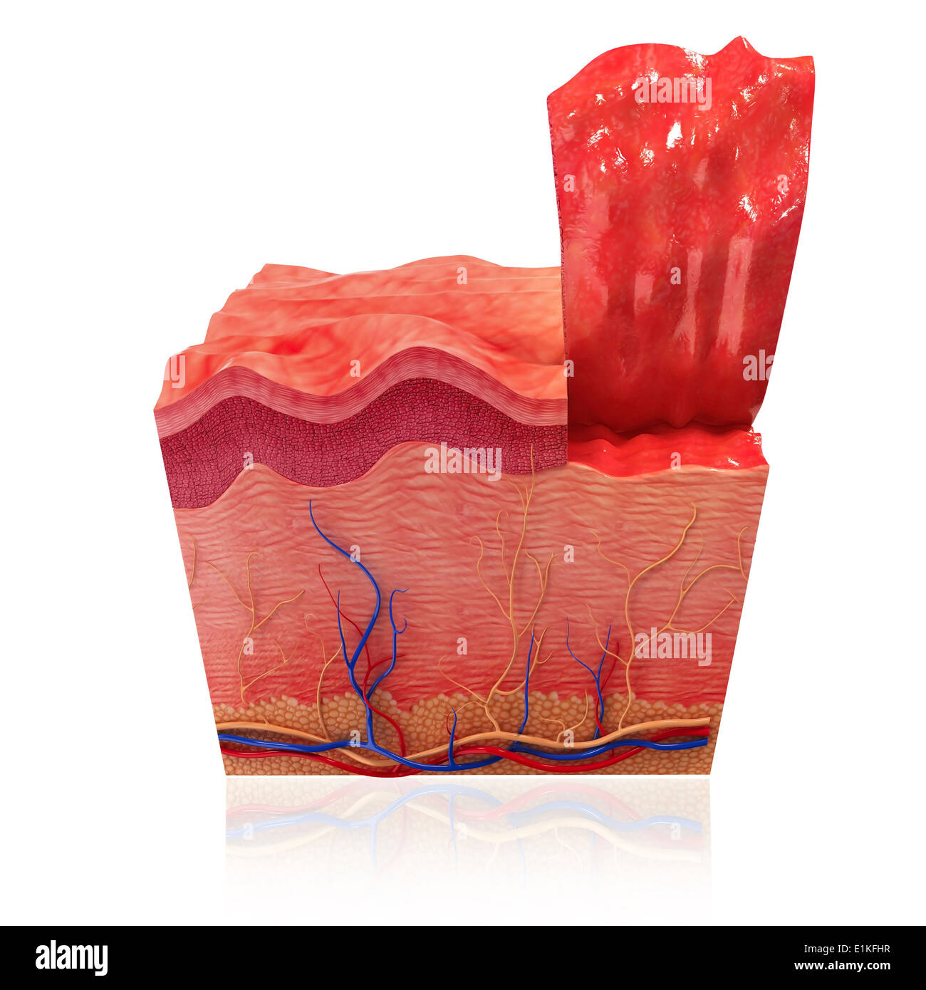 Human skin computer artwork Stock Photo - Alamy