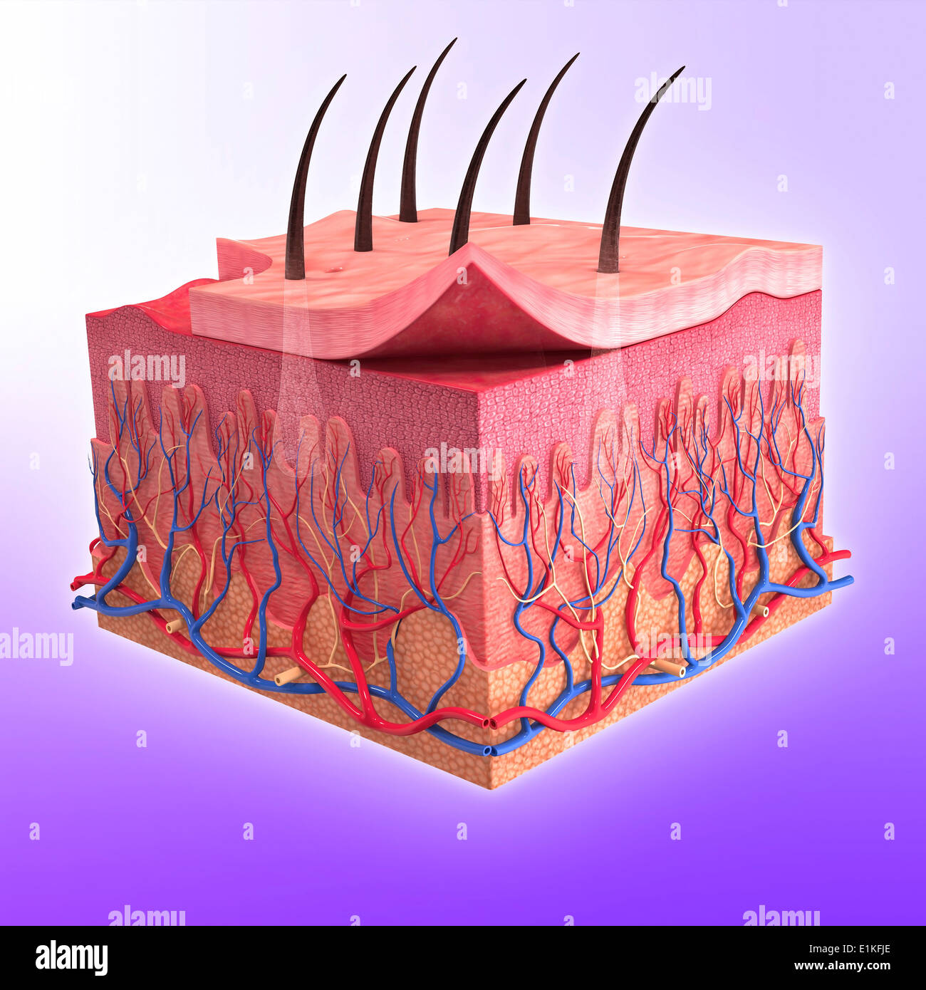 Human skin computer artwork Stock Photo - Alamy