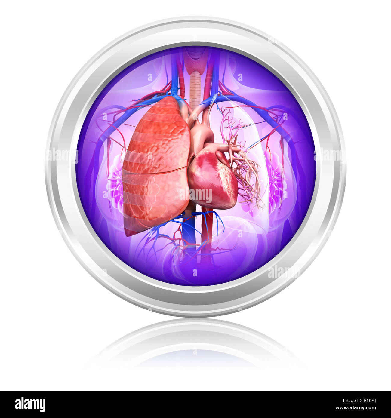 Human heart lungs hi-res stock photography and images - Alamy