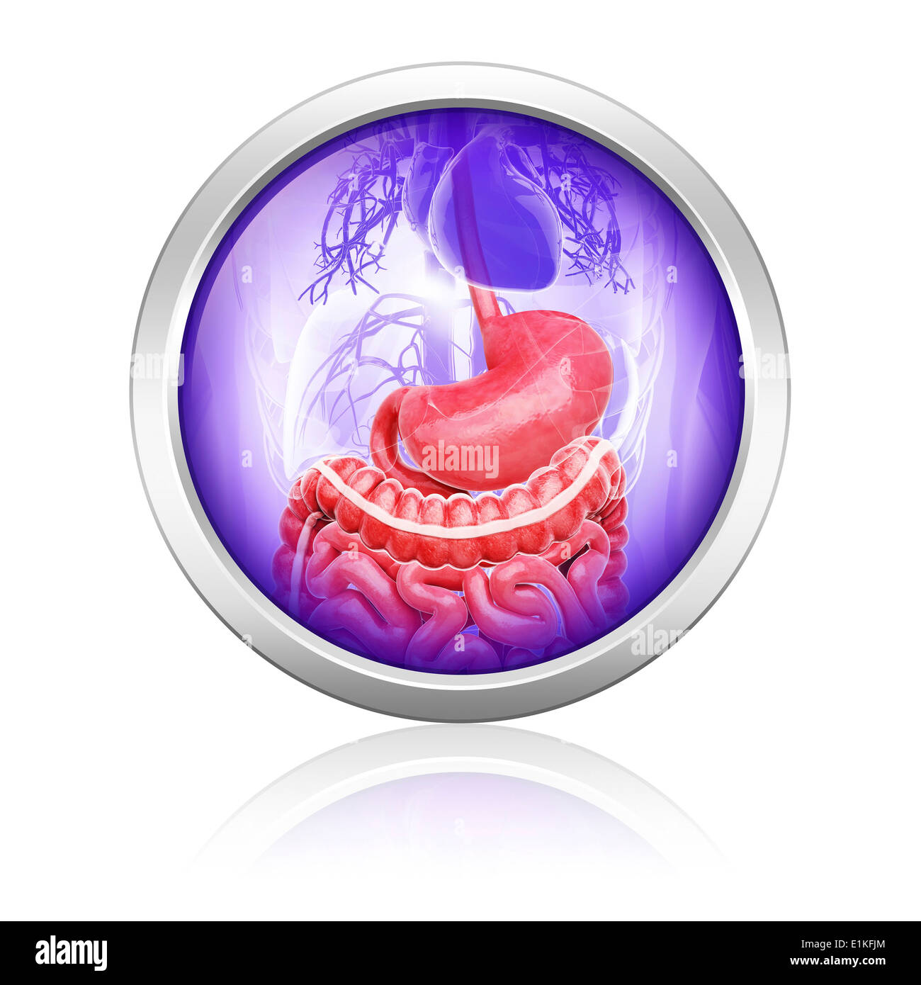 Human digestive system Cut Out Stock Images & Pictures - Alamy