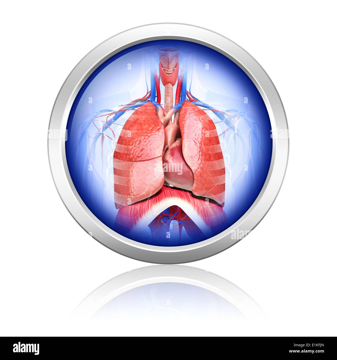 Human respiratory system computer artwork Stock Photo - Alamy