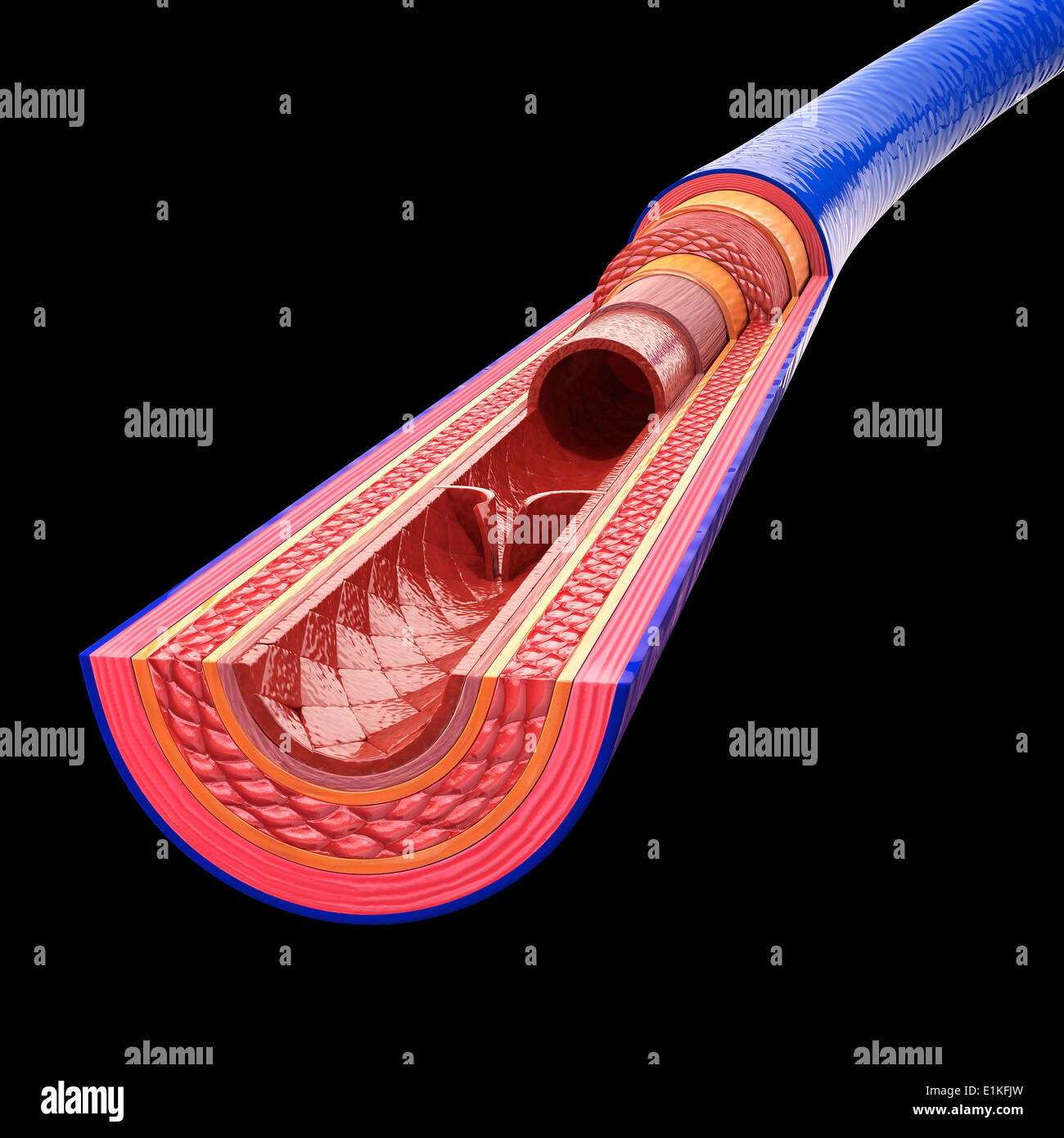 Human vein cut-away computer artwork Stock Photo - Alamy