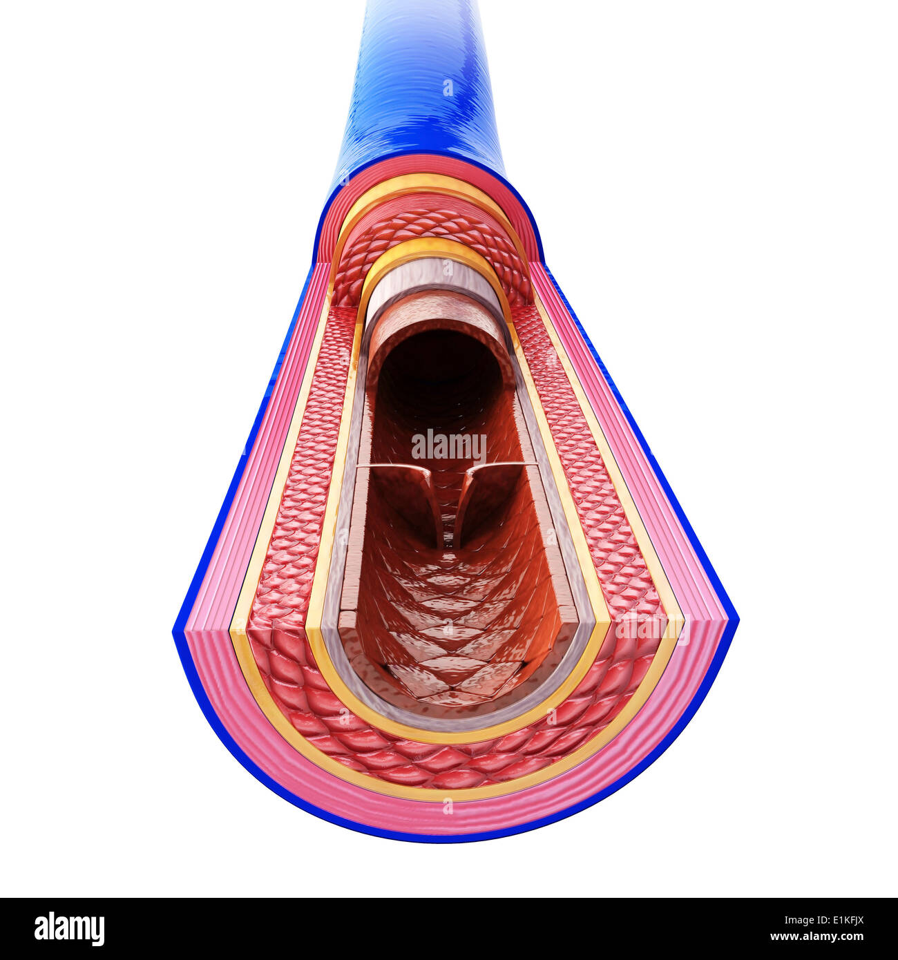 Human vein cut-away computer artwork Stock Photo - Alamy