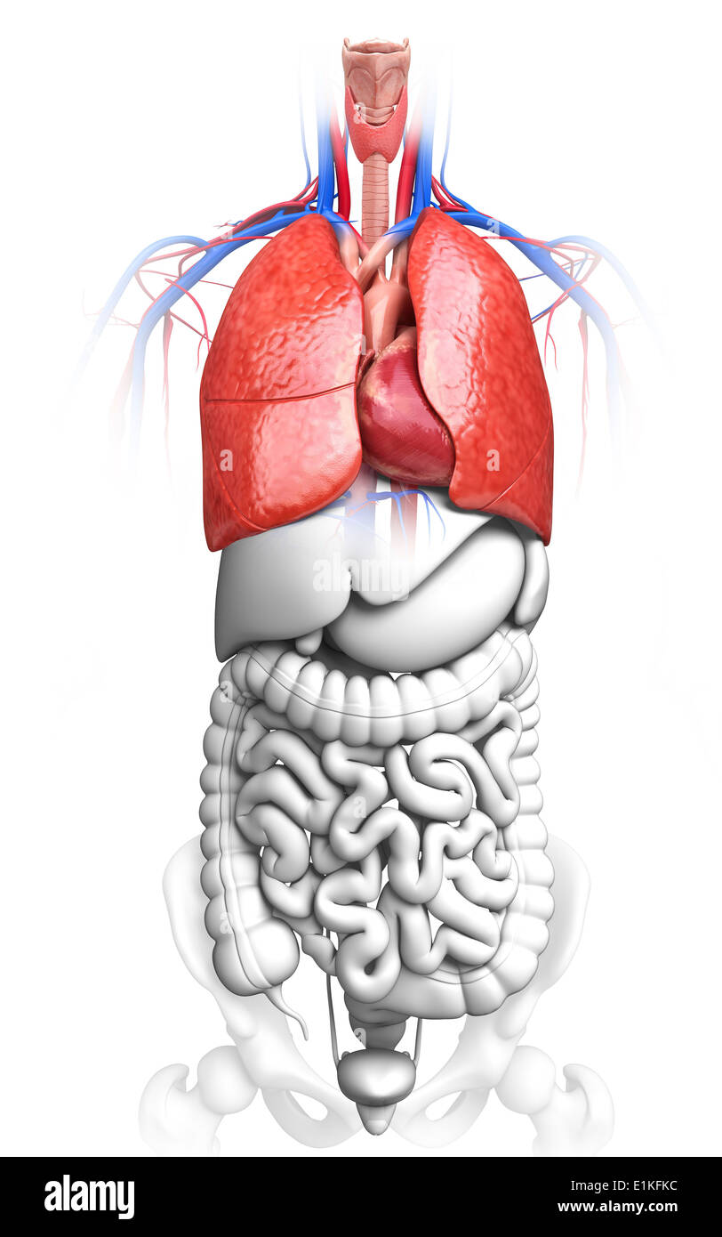 Human respiratory and digestive system anatomy Cut Out Stock Images ...