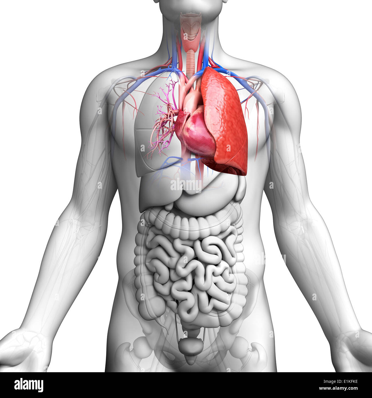 Human cardiovascular system computer artwork Stock Photo - Alamy