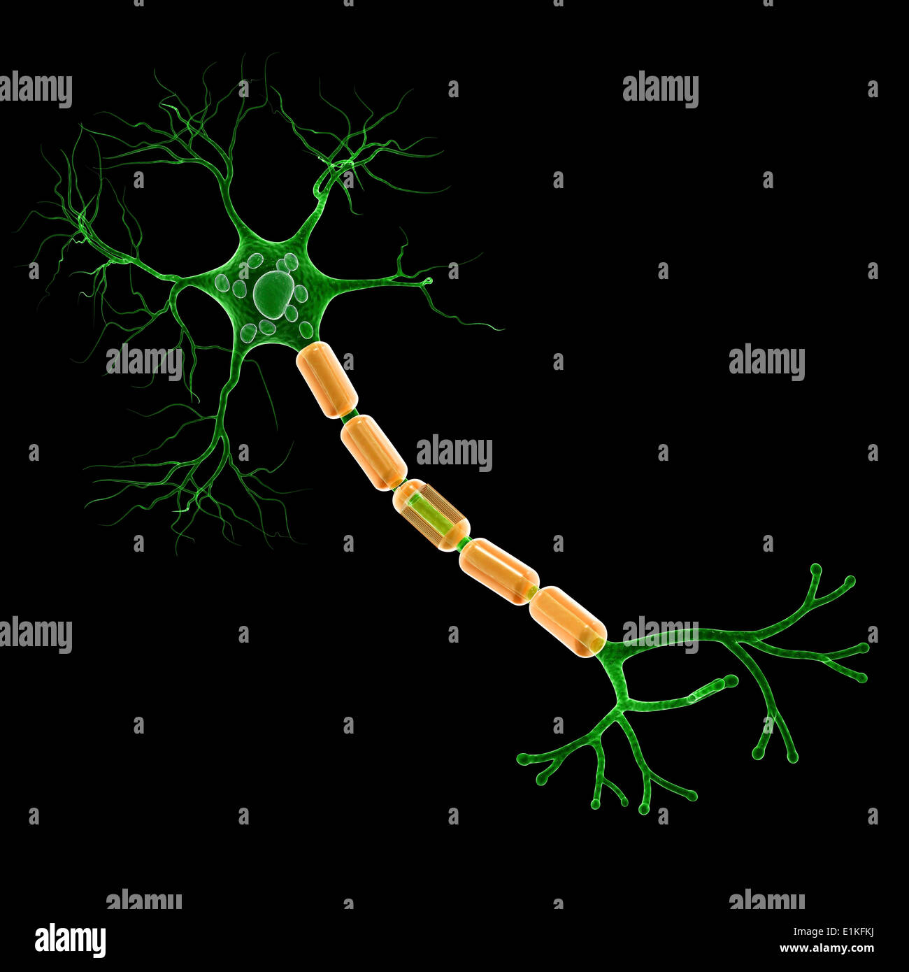 Nerve Cell Diagram For Kids