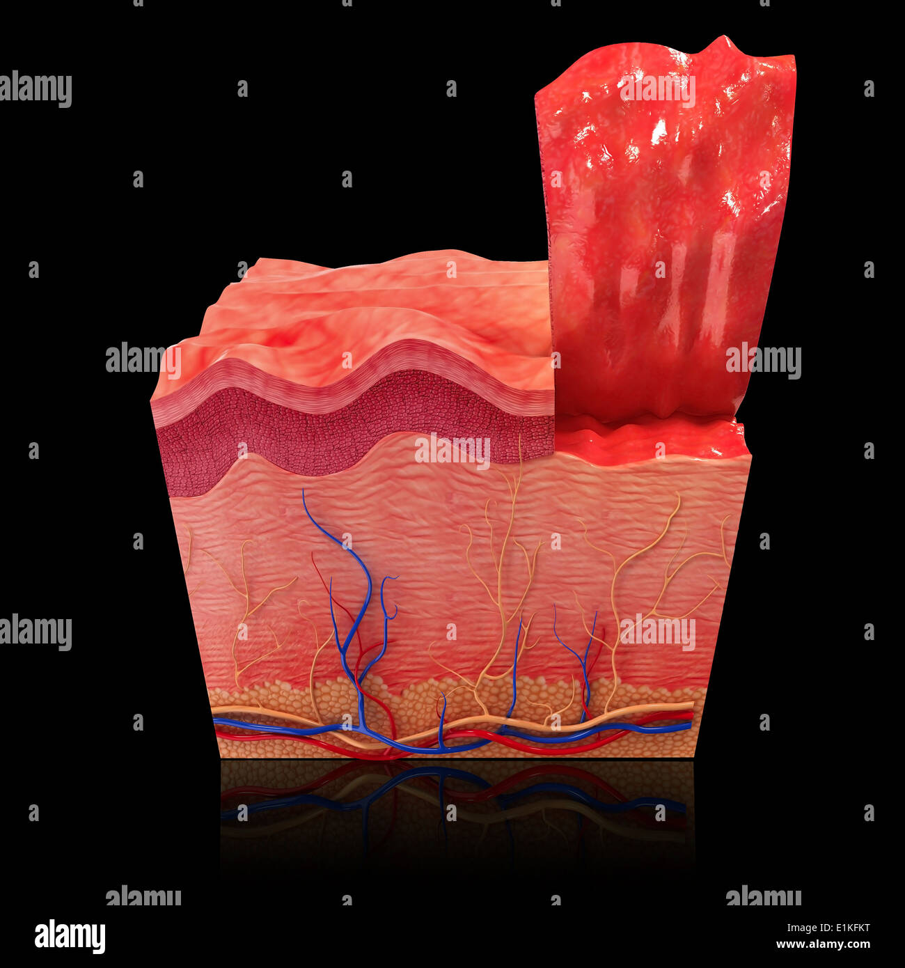 Human skin computer artwork Stock Photo - Alamy