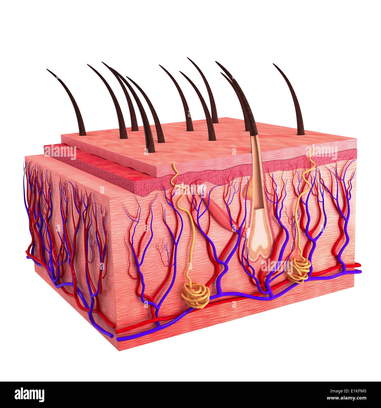 Integumentary System Class Projects Clipart