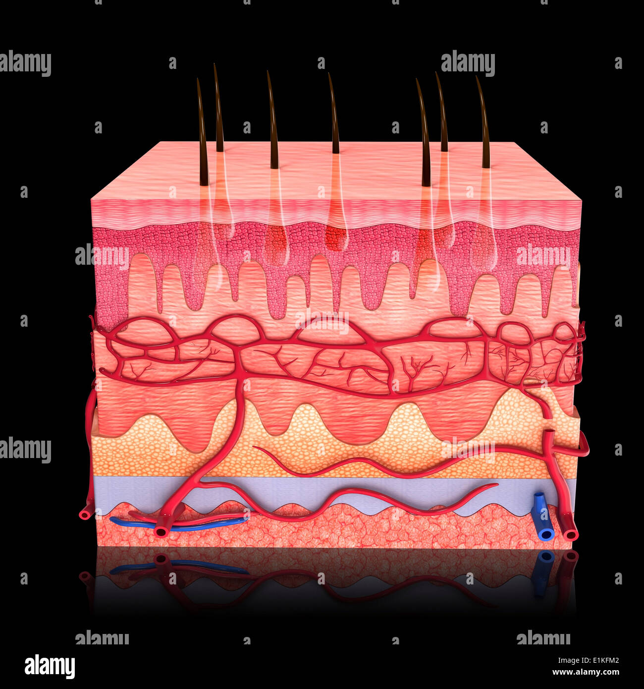Human skin computer artwork Stock Photo - Alamy