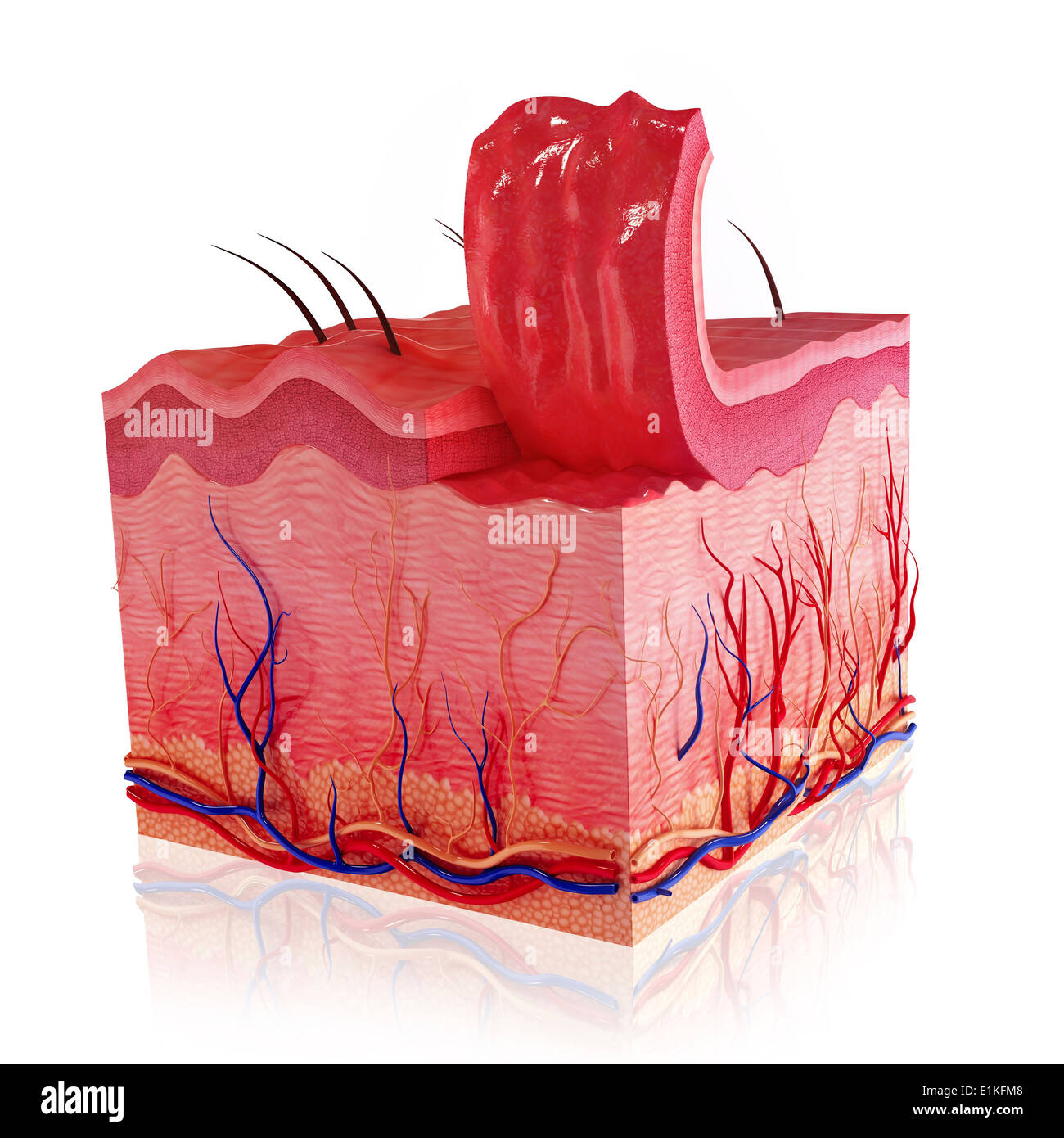 Human integumentary system Cut Out Stock Images & Pictures - Alamy