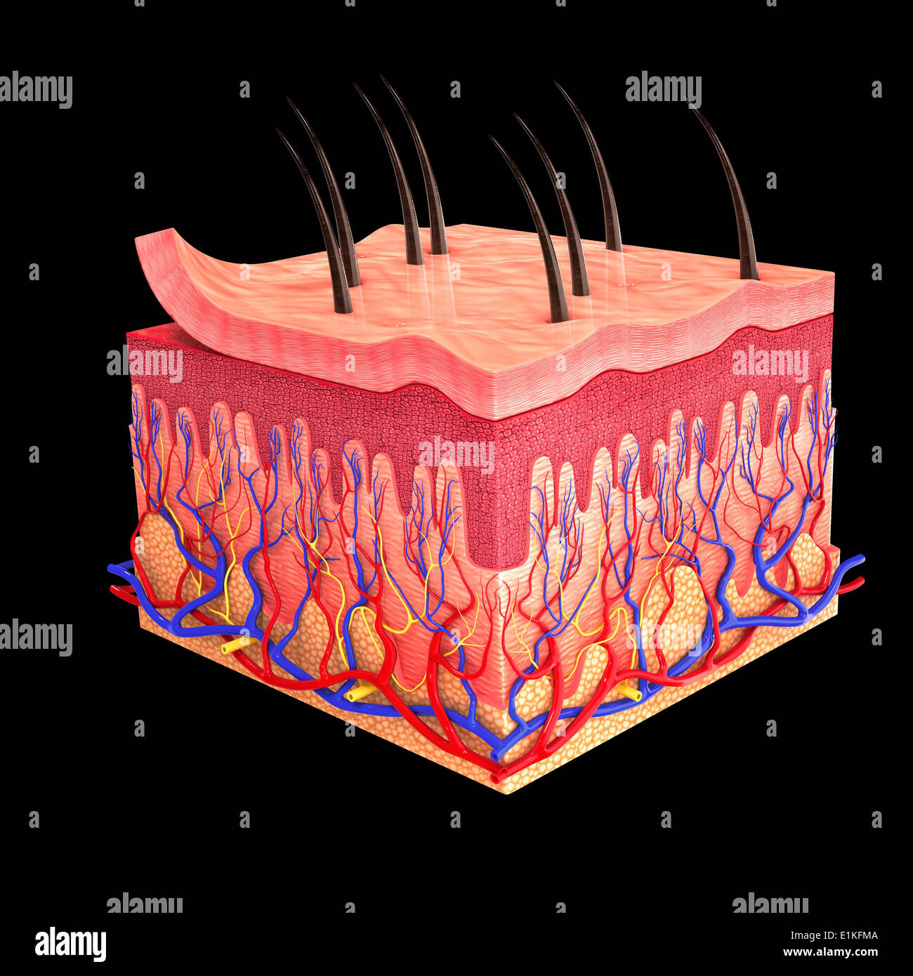 Human skin computer artwork Stock Photo - Alamy