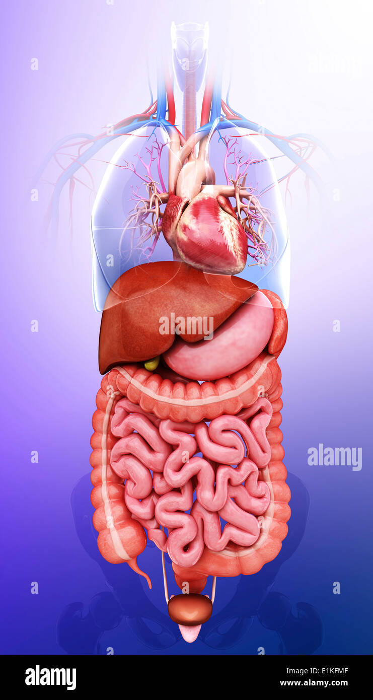 Human internal organs computer artwork Stock Photo - Alamy